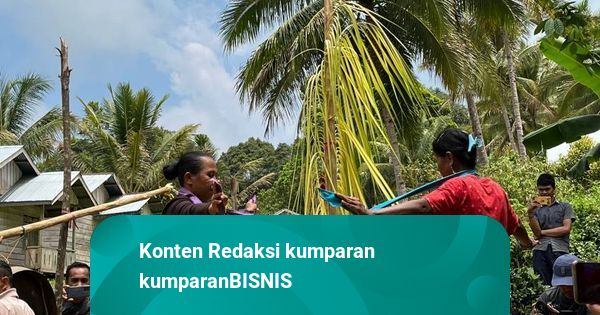 Kokolomboi Lestari, Program Donggi Matindok Field Jaga Hutan Adat ...