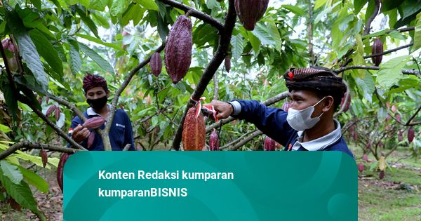 BRIN Ungkap Ekspor Kakao RI Berpotensi Terdampak Tarif Trump Mulai ...