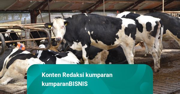 Pengembangan Peternakan Sapi Perah di Malang Terhambat Minimnya Lahan ...