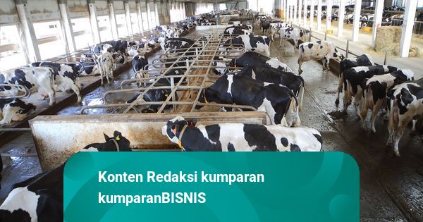 Produsen Susu Kemasan Ini Impor 2.150 Ekor Sapi Perah dari Australia ...