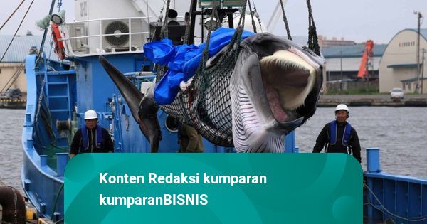 Foto: Setelah Vakum 3 Dekade, Nelayan Jepang Kembali Buru Paus ...