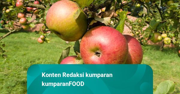 Jenis Apel Ini yang Menginspirasi Teori Gravitasi Isaac Newton ...