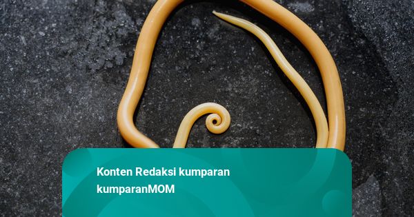Terjadi Lagi! Balita di Bengkulu Keluarkan Cacing dari Mulut dan Hidung | kumparan.com
