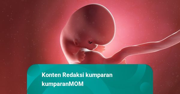 Foto Perkembangan Janin 2 Bulan yang Menakjubkan | kumparan.com