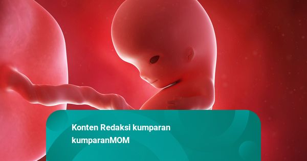 Tahap Perkembangan Janin di Usia Kehamilan 1-15 Minggu | kumparan.com