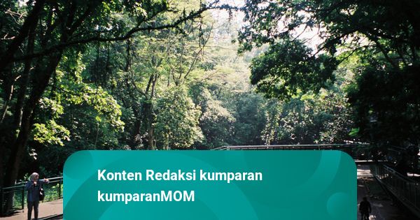 Mengenal Forest Bathing, Terapi Alam yang Baik bagi Anak | kumparan.com