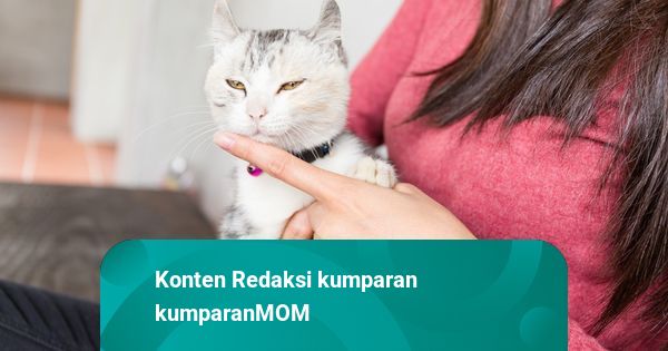 Benarkah Kucing Bikin Mandul? | kumparan.com