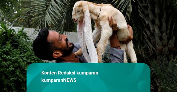 Foto: Simba, Bayi Kambing di Pakistan yang Punya Telinga Super Panjang ...