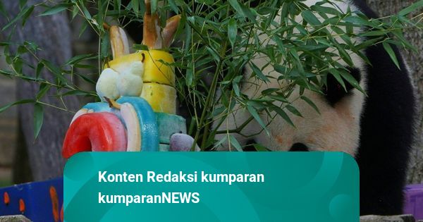 Foto: Tingkah Lucu Panda Raksasa di Washington saat Rayakan Ulang Tahun ...