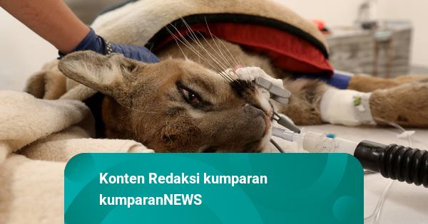Foto: Seekor Singa Gunung Mati Saat Perawatan Usai Ditembak Polisi di ...