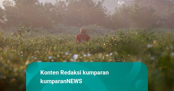 Foto: Petani Melati Mesir Berjuang di Tengah Hambatan Ekonomi ...