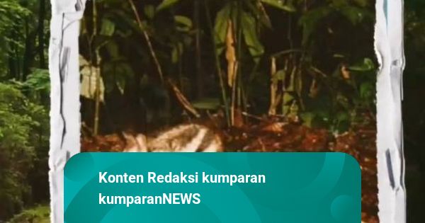 Kelinci Sumatera yang Super Langka Tertangkap Kamera, Ini Penampakannya ...