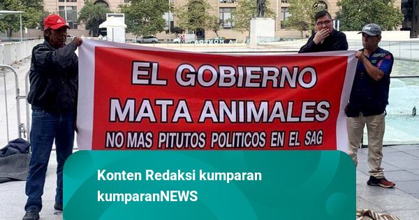 Foto: Bangkai Singa Mati Diletakkan di Depan Istana Kepresidenan Cile ...