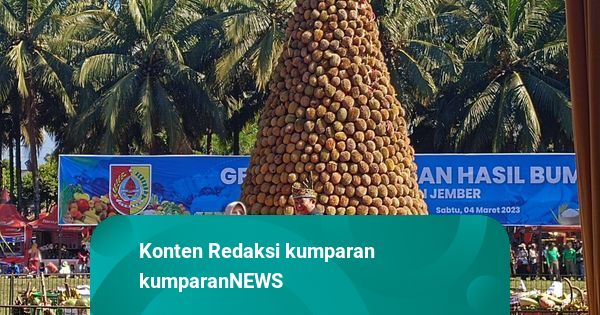 Dua Varietas Durian Jember Diakui Kementan RI, Gunungan 2.023 Buah Jadi ...