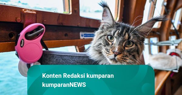Foto: Kucing di Singapura Menikmati Kapal Pesiar Mewah | kumparan.com