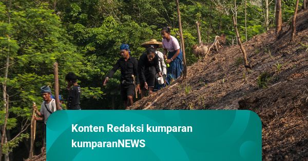 Foto: Tradisi 'Ngaseuk' Suku Badui, Tanam Padi Huma di Lahan Kering ...
