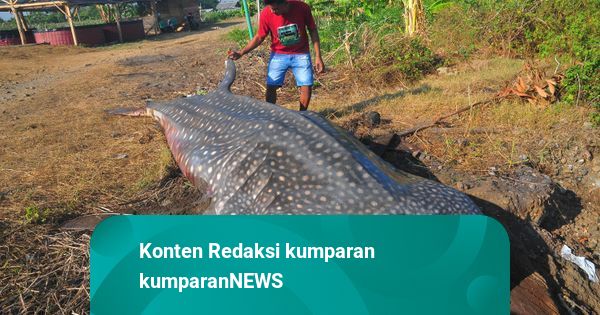Foto: Hiu Tutul Terjaring Nelayan di Jepara | kumparan.com