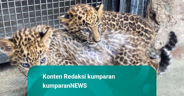 Foto: Dua Anak Macan Tutul Lahir di Kebun Binatang Peru | kumparan.com