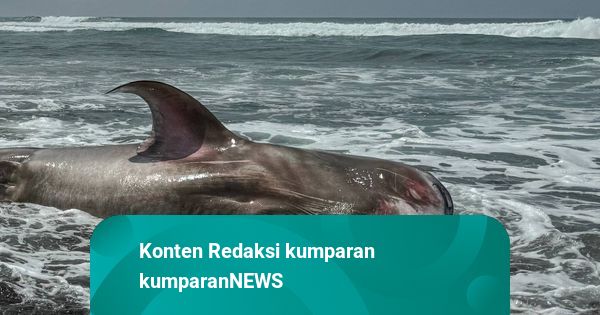 Foto: Hiu Tutul Terdampar di Pantai Parangtritis | kumparan.com