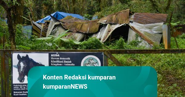 Kuda di Medan Zoo Mati saat Melahirkan: Jasad Mengering, Kematian ...