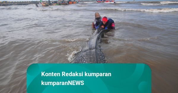 Foto: Nelayan Selamatkan Hiu Tutul yang Terjaring di Pantai Ujungbatu ...