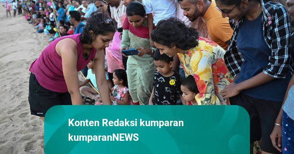 Foto: Penyu Olive Ridley di India Terancam Punah | kumparan.com