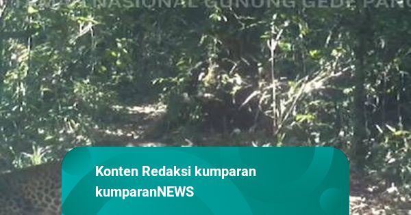2 Ekor Macan Tutul Terekam di Taman Nasional Gunung Gede Pangrango ...