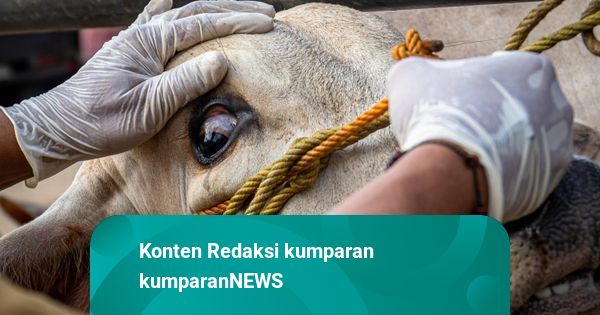 Sapi Nangis saat Idul Adha karena Takut Disembelih? Ahli Beri ...