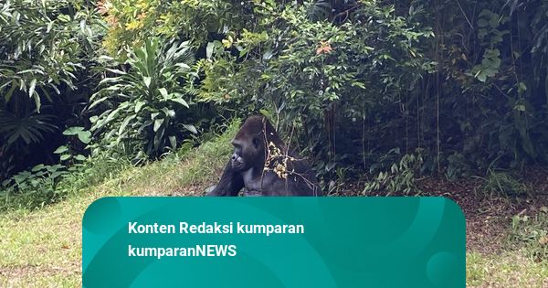 Pusat Primata Schmutzer, Jadi Alternatif Liburan di Kebun Binatang ...