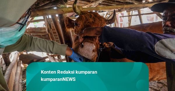 Foto: Harga Sapi Turun Akibat Wabah Penyakit Mulut dan Kuku di ...
