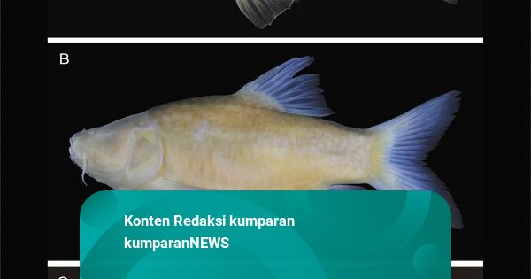Ikan Wader Buta Ditemukan di Gua di Bogor, Dinamai Barbodes ...