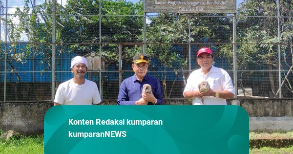 Kisah Petani Bali Gunakan Burung Hantu Tyto Alba Kendalikan Hama Tikus ...