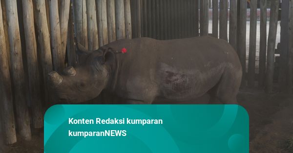 Foto: 10 Badak Hitam Direlokasi dari Afrika Selatan ke Mozambik ...