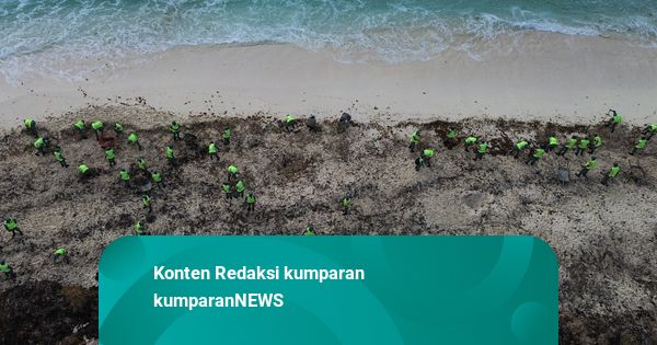 Foto: Kegiatan Massal Bersihkan Pantai dari Rumput Laut di Meksiko ...