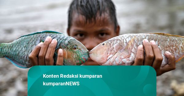 Foto: Kebersamaan Warga Soligi Kelola Ikan di Pulau Obi | kumparan.com