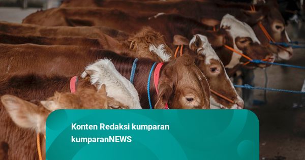 Masjid Dekat Rumah Amien Rais di Sleman Dapat Sapi Kurban 1,1 Ton dari ...