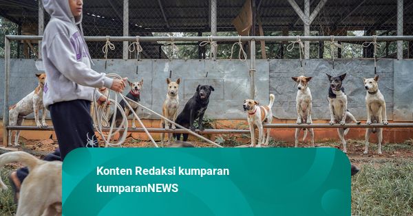 Fakta-fakta Bocah 9 Tahun di Bogor Tewas Diserang 30 Anjing Pemburu ...