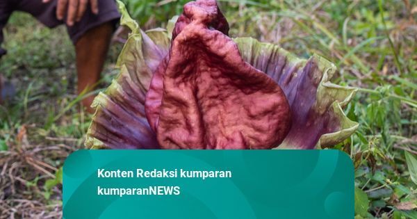 Foto: Melihat Bunga Bangkai Mekar di Muaro Jambi | kumparan.com
