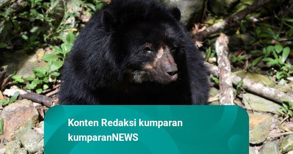Foto: Melihat Beruang Andes yang Menginspirasi Penampungan Hewan di ...