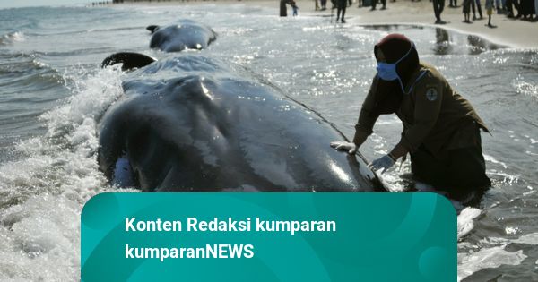 Nelayan Lihat 40-an Paus sebelum Ada yang Terdampar di Aceh Besar ...