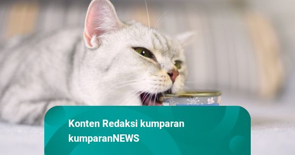 Viral Video Kucing Hamil Dipenggal, Dimasak lalu Dimakan, Polisi ...