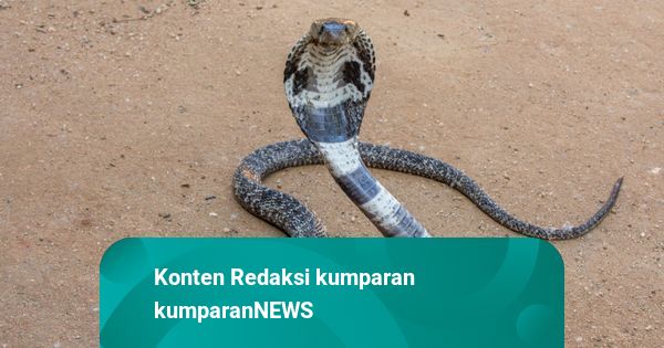 Ular Kobra yang Gigit Balita hingga Tewas di Tangerang Berukuran 1 ...