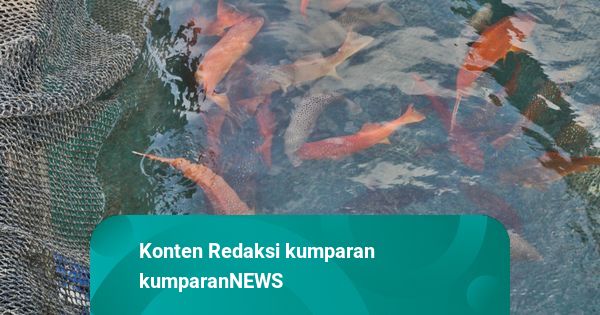 Kerapu dan Lobster Nelayan Pulau Seira Diekspor ke Hong Kong | kumparan.com
