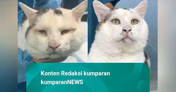 Tak Hanya Manusia, Kucing di China juga Operasi Kelopak Mata | kumparan.com