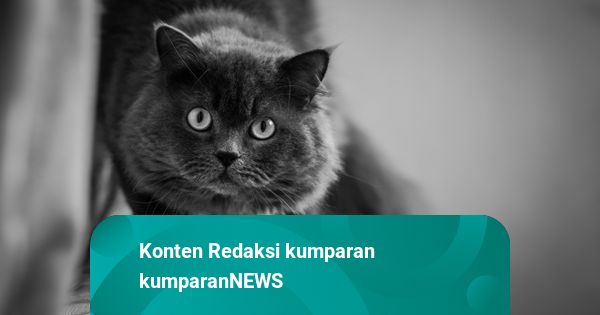 Mitos-mitos Soal Kucing yang Perlu Kamu Ketahui | kumparan.com