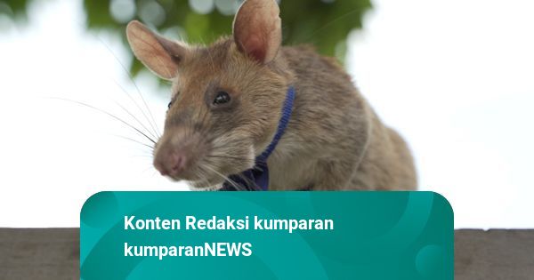 Foto: Magawa, Tikus asal Tanzania yang Bisa Deteksi Ranjau Darat di ...