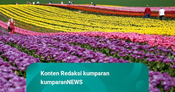 Foto: Keindahan Hamparan Bunga Tulip Bermekaran di Jerman | kumparan.com