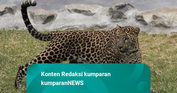 Macan Tutul Gunung Raung Rebahan di Pohon Usai Makan Monyet, Wisatawan ...