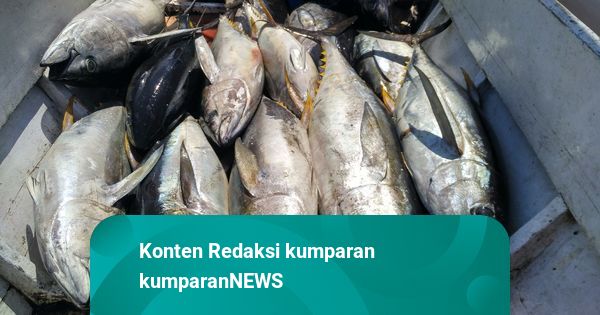 Maluku Tagih Janji Pemerintah, Berikan Status Lumbung Ikan Nasional ...
