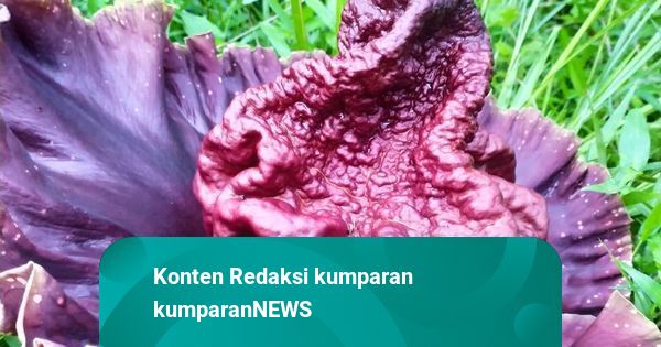 Tiga Bunga Bangkai Suweg Tumbuh di Kebun Warga di Cianjur | kumparan.com